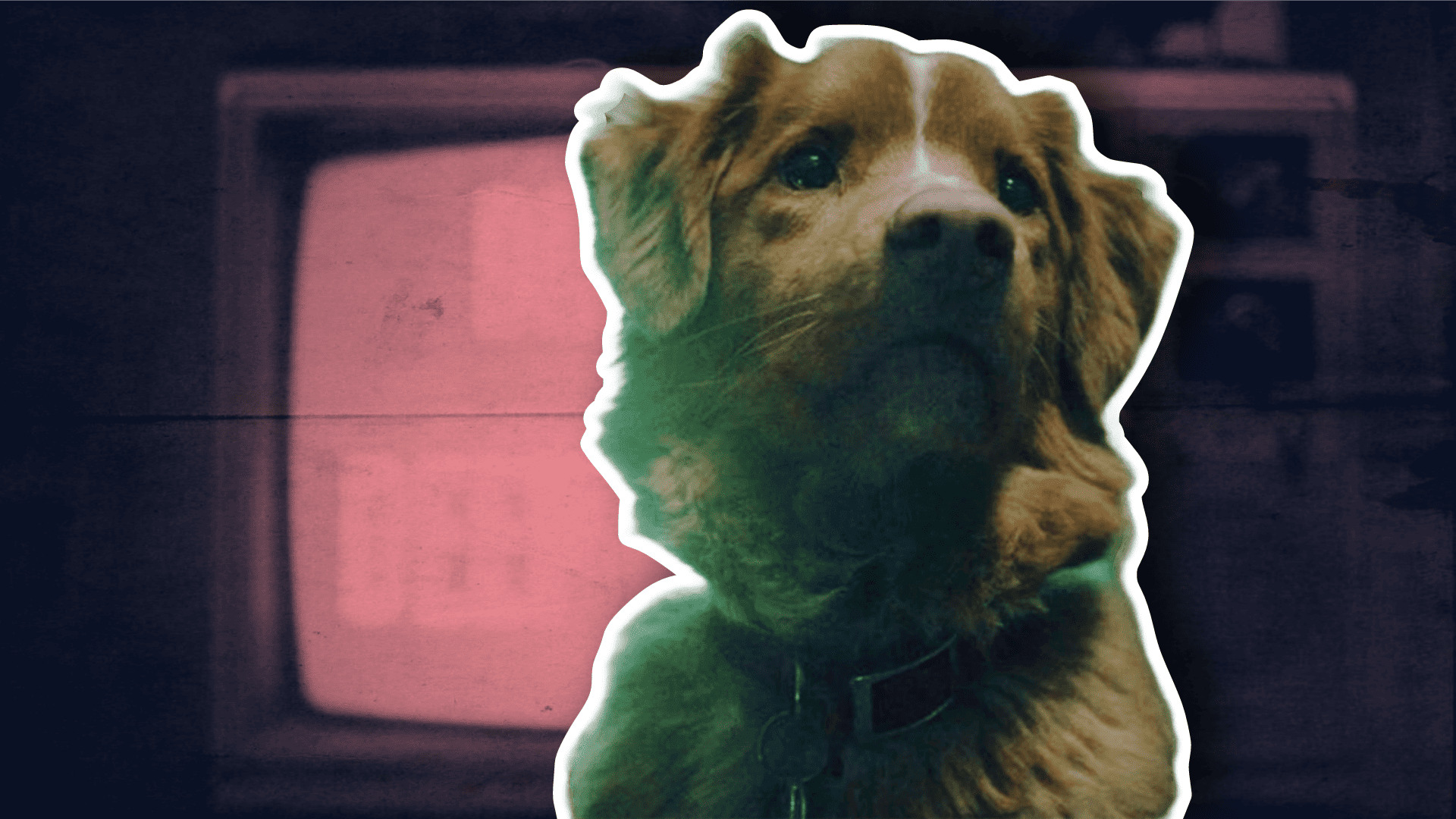 ¿Y sí muere? Good Boy reveló el peor temor de un cinéfilo - Paloma & Nacho
